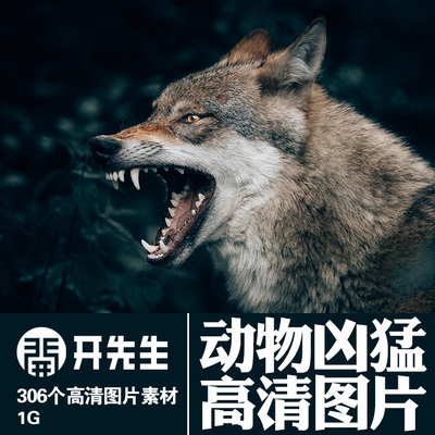 动物凶猛老虎狮子豹子熊鳄蛇蟒犀牛蜥蜴鲨鱼无版权高清图片素材-2