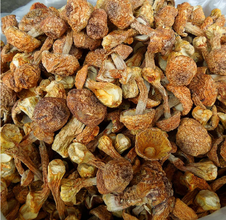 云南特产食用菌姬松茸干货 巴西菇 高原山珍煲炒皆宜好吃不贵蘑菇