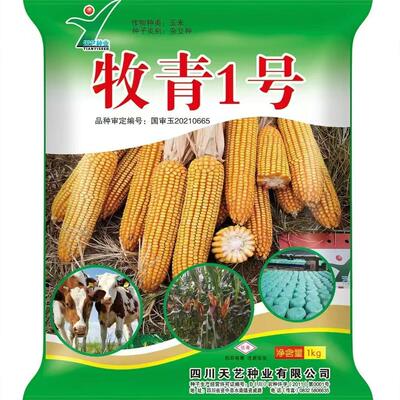牧青1号玉米种子高产大棒抗病抗倒伏杂交玉米种籽青贮粮饲两用2斤