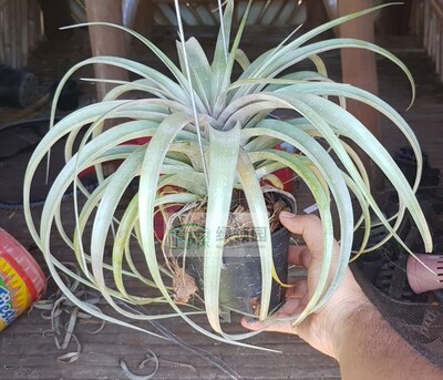 展示 Tillandsia xerographica x capitata roja霸王x卡比柔迦