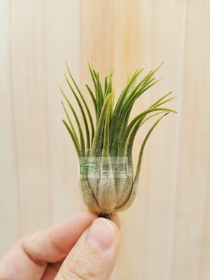 展 空凤  雨林 T.ionantha Guatemala Hard Leaf硬叶危地马拉精灵