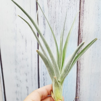 空气凤梨植物室内绿领园无土杂交