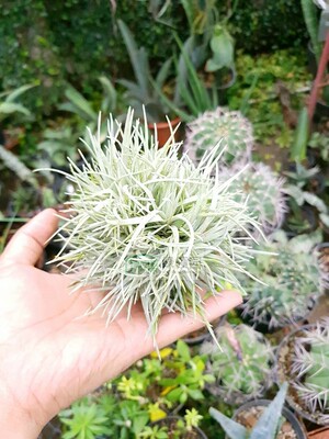 展T.capitata yellow x novakii monstrose 珍惜缀品 卡比黄x卤肉