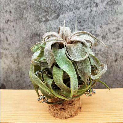 空气凤梨 Tillandsia strephylla 电卷烫 实生
