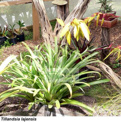 展示 空气凤梨 Tillandsia Ampla =Tillandsia lajensis