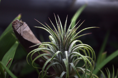 空气凤梨【展示】Tillandsia Ionantha Zebrina 斑马精灵（特大）