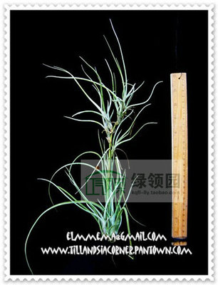 空凤【热带珍品展示】T. baileyi 'Halley's Comet'贝艺利变种