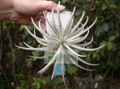 展示 空气凤梨 Tillandsia mauryana forma secundifolia 魔爪