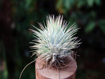 展示 空气凤梨 Tillandsia ionantha Hazel Nut 榛子精灵