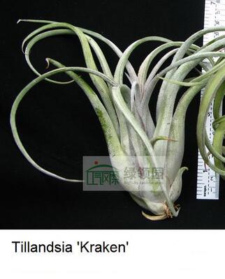 空气凤梨【展示】Tillandsia 'Kraken'超罕见珍品花卷缀化