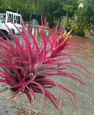 展示 空气凤梨 鸟岩 T.'Nellie Rose'杂交红杉x卡比全红