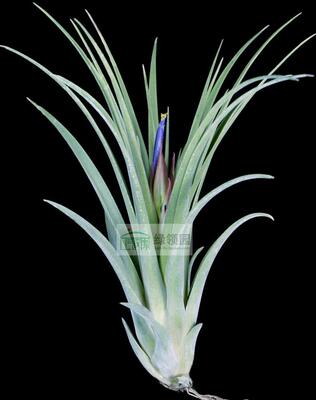 展示 热带珍品 Tillandsia ionantha x velutina 杂交种精灵x天鹅