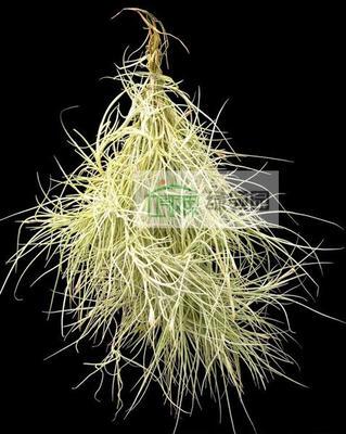 展示 空气凤梨 Tillandsia Kimberly 金伯利「香花」雨林版