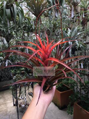 展示 空凤 鸟岩 Tillandsia capitata 'Coral' 卡比变种'红珊瑚'