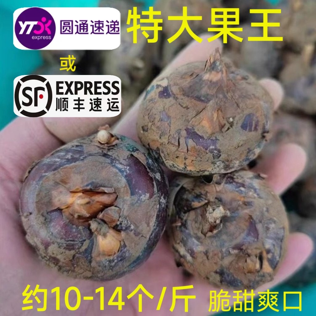 [适合生吃]马蹄荸荠清甜爽口新鲜农家特大果王5斤装广西特产 包邮
