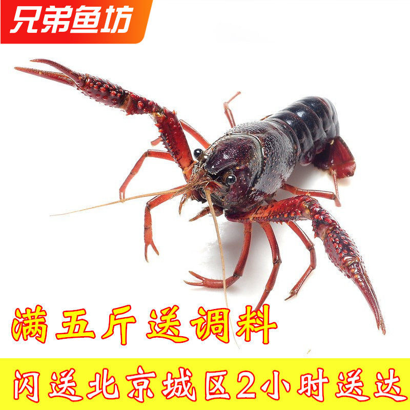 4-6钱北京闪送鲜活盱眙清水小龙虾活虾麻辣小龙虾海鲜水产现货