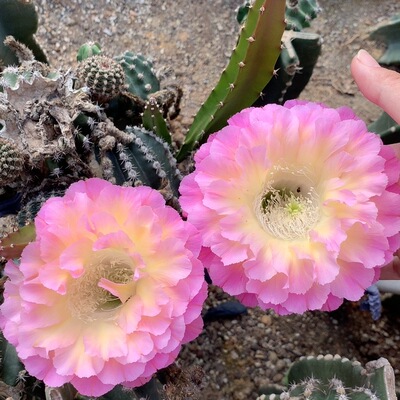 江南百草园 自繁彩草仙人球  717-1 品种侧芽 3厘米无根侧芽