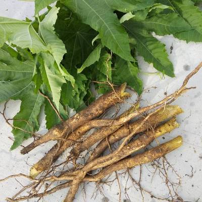 新鲜蓖麻根  新鲜 白蓖麻叶 新鲜白蓖麻根 白梗蓖麻叶包邮