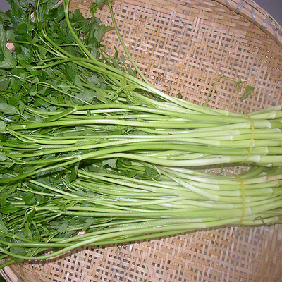 新鲜营养的桐城水芹菜现挖发货