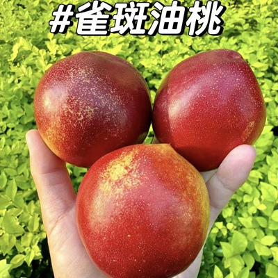 【现摘现发】山西运城油桃脆甜新鲜时令孕妇水果包邮