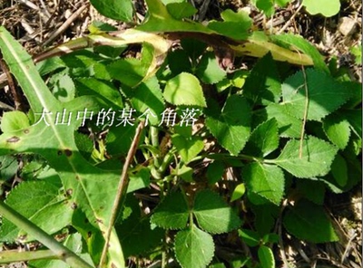新鲜百路通 异叶茴芹 鹅脚板 苦爹菜