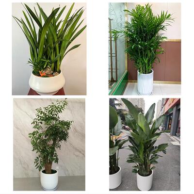 发财树鸭掌木朋友公司开业上海市浦东新场大团镇芦潮港同城花卉店