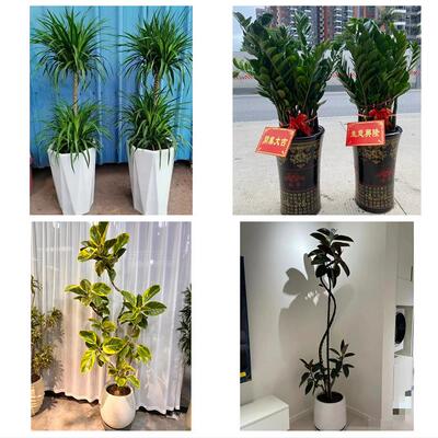 沈阳市和平区沈河大东皇姑区同城花店乔迁入新居开业绿植送发财树