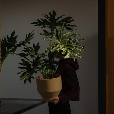 植物金钻盆栽绿植盆景