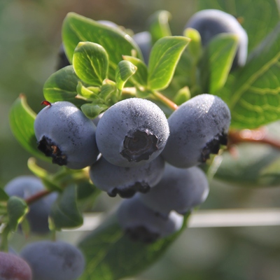 小杨亲选 云南蒙自高原蓝莓花香蓝莓新鲜水果顺丰空运盒装