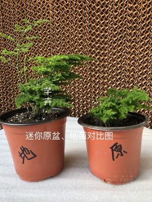 矮生唐山盆栽基地云竹