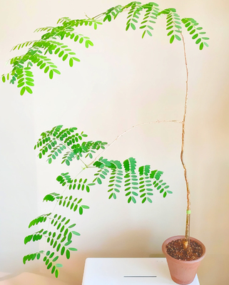 小屋夫人迪氏凤凰木阳台窗台盆栽