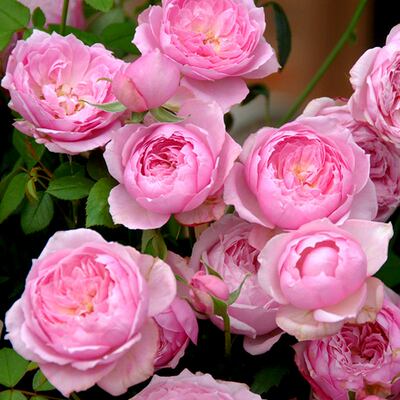 日月 京 月季花苗粉色淡香 勤花灌木多头包子型月季 盆栽庭院栽植