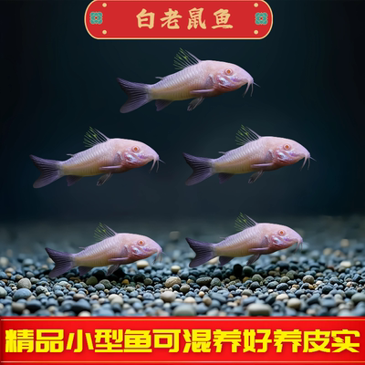 白老鼠鱼底栖鱼清道夫清洁鱼