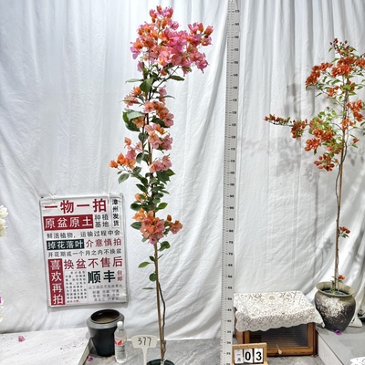 高飘【变色龙】377漳州三角梅原生原盆原土一物一拍四季勤花