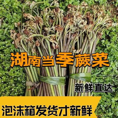 湖南娄底当季蕨菜新鲜野生蔬菜现摘现发龙爪菜泡菜