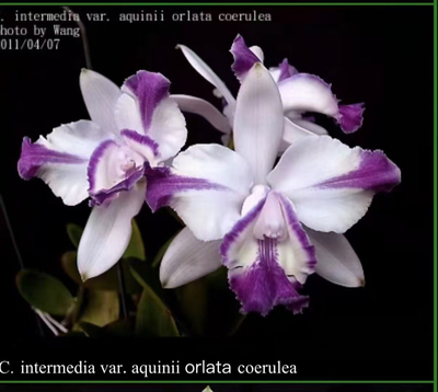 灰蓝插角英特卡特兰C.intermedia var.aquinii  or lata coerulea