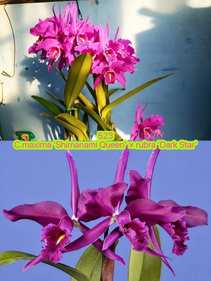 523深红马卡特兰C.maxima（Shimanami Queen× rubra Dark Star）