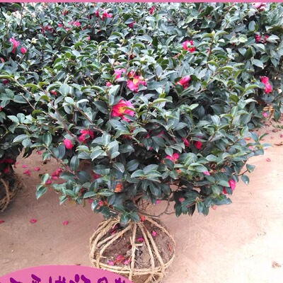 茶梅球茶梅花苗盆栽四季盆景别墅