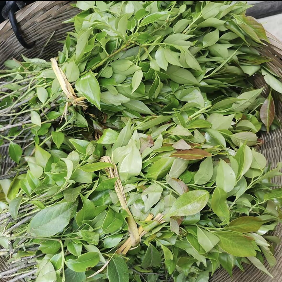 野生新鲜乌饭叶南烛特产乌米饭一斤装叶子现摘黑米饭叶天然植物