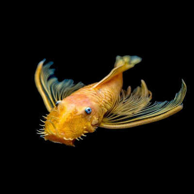 大胡子循鱼MrWang工具鱼