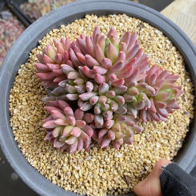 炫彩星冠幅12.5CM