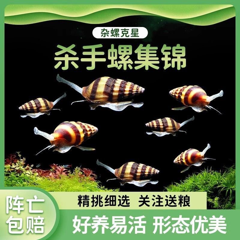 杀手螺集锦活体螺类宠物精挑细选好养易活形态优美送粮包赔