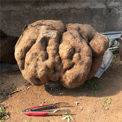 山乌龟招财绿植盆栽中药材