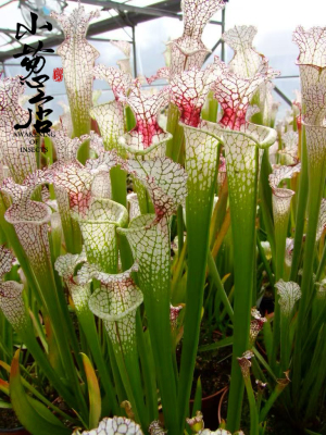 食虫植物--Sarracenia leucophylla SL61 AC Red stripe throat