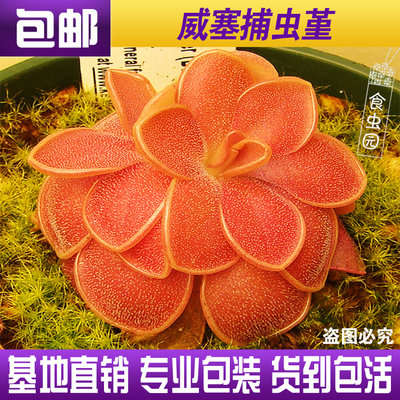 捕虫堇食虫植物食人喜阴花卉盆栽