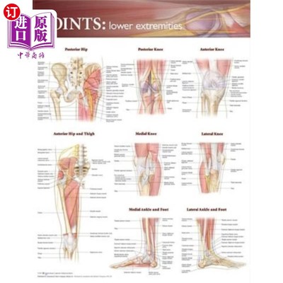 海外直订医药图书Joints of the Lower Extremities Anatomical Chart 下肢关节解剖图