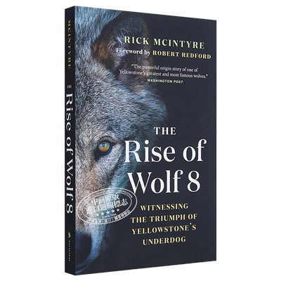 预售 The Rise of Wolf 8 Witnessing the Triumph of Yellowstones Underdog 英文原版 狼8的崛起 Rick McIntyre 【中商原版】