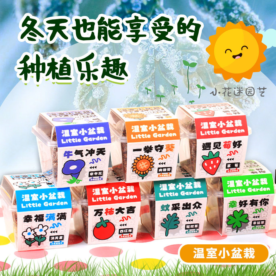 创意植物盲盒小盆栽开学季礼物温室种植花卉种子学生桌面绿植