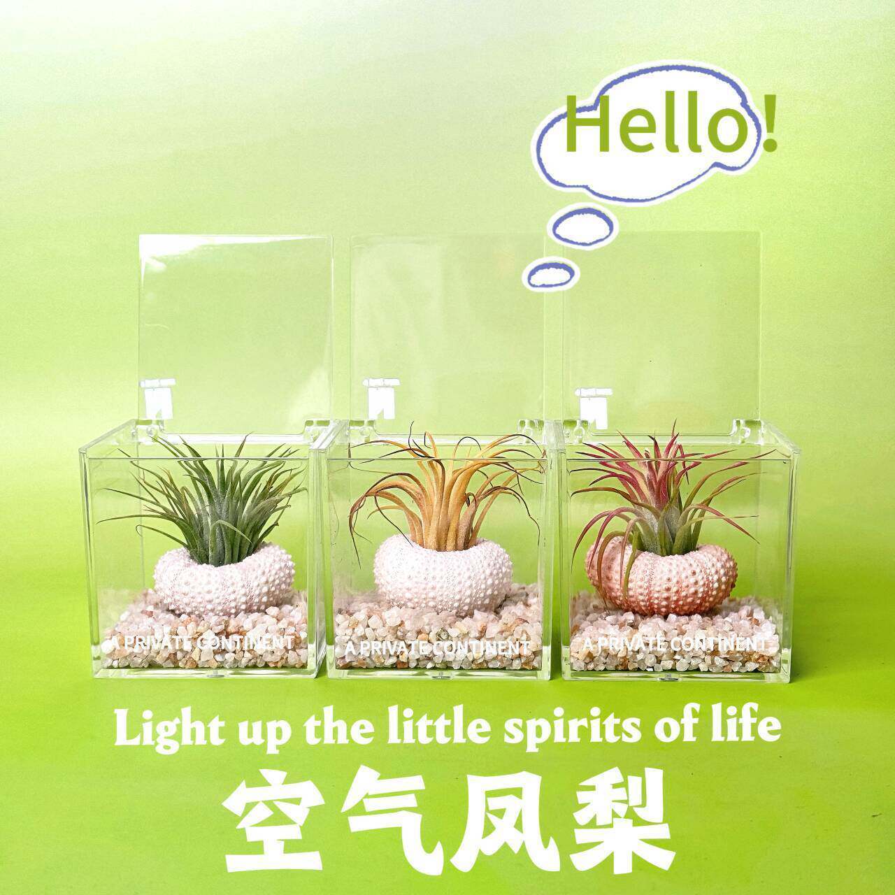 空气凤梨海胆壳套餐懒人无土植物室内桌面办公室新款创意迷你