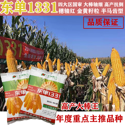 饲料玉米玉米种子高产